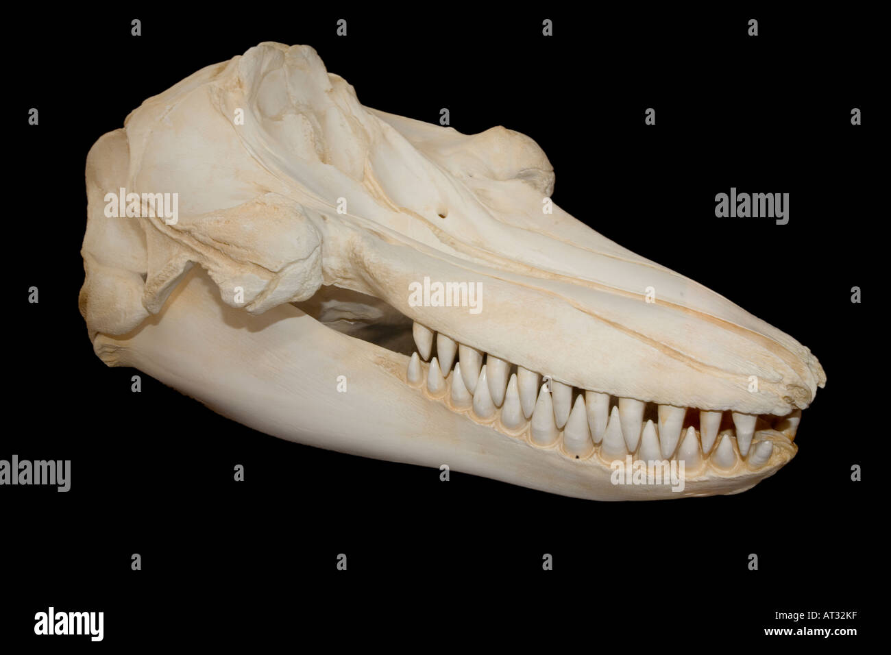 Orca killer whale skull on black background Stock Photo - Alamy