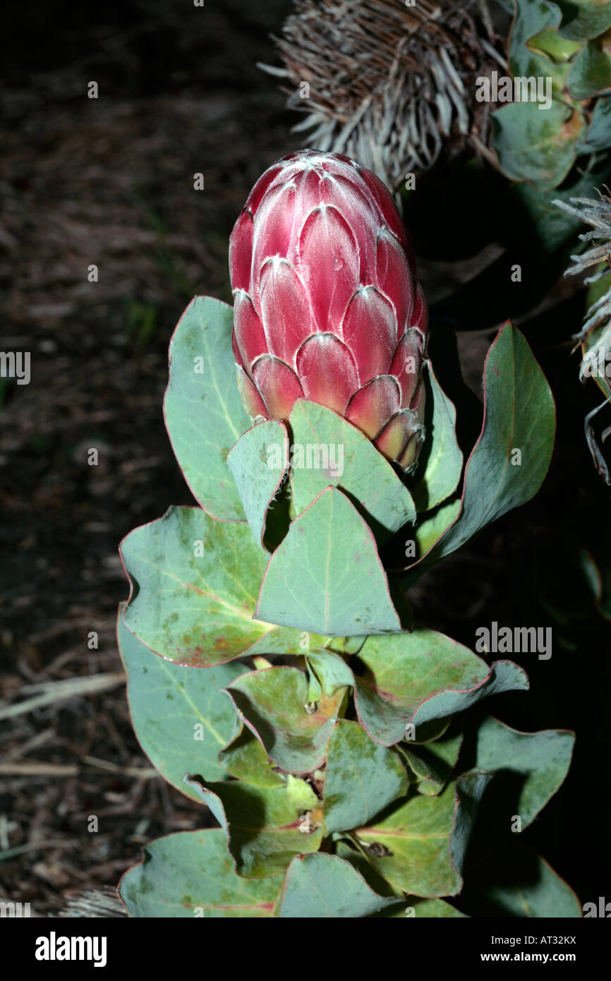 Broad-leafed Sugarbush Flower bud -Protea eximia-Family Proteaceae ...