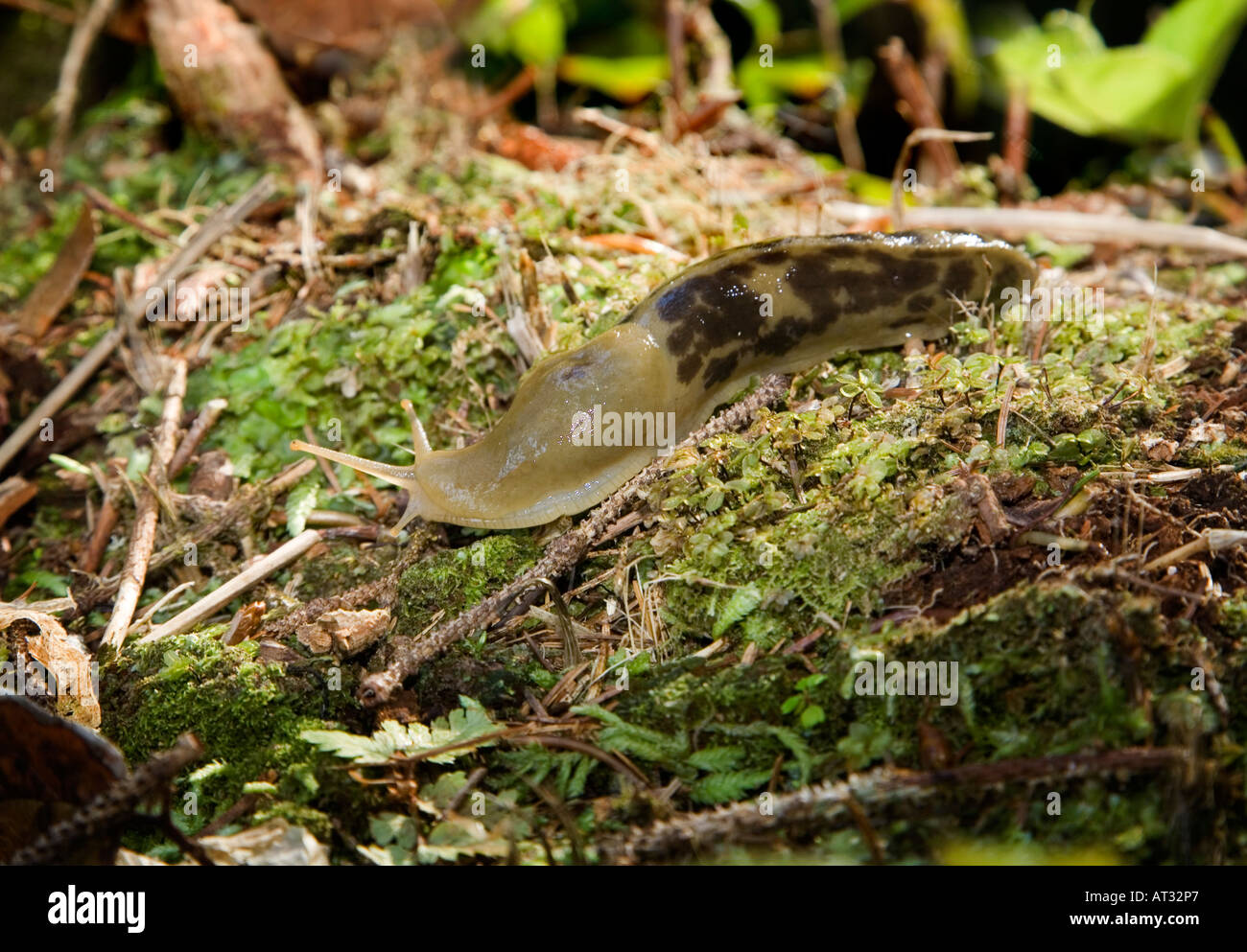 Banana slug Ariolimax columbianus Vancouver island Canada Stock Photo ...