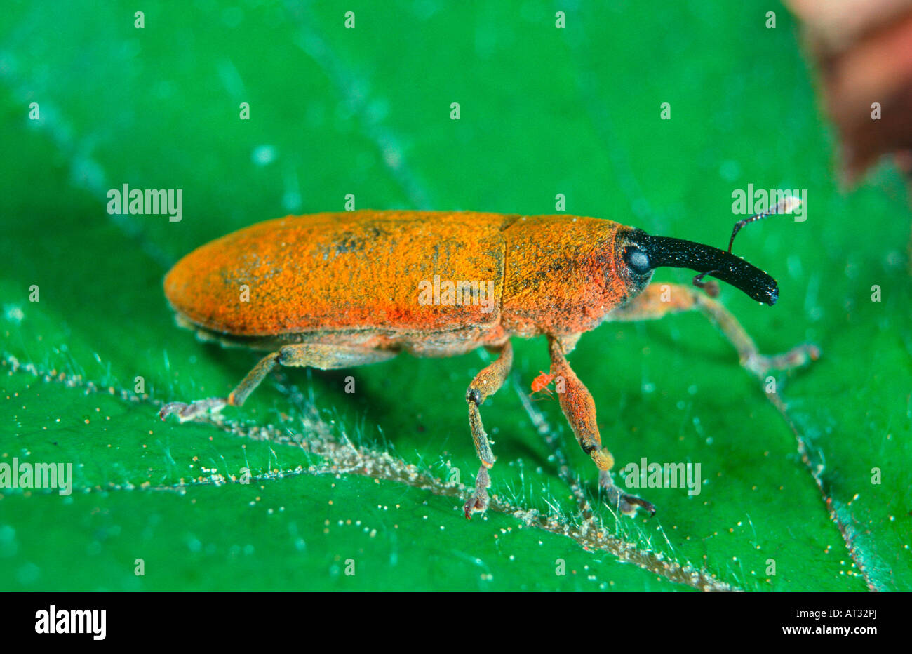 Weevils on the leaves hi-res stock photography and images - Alamy