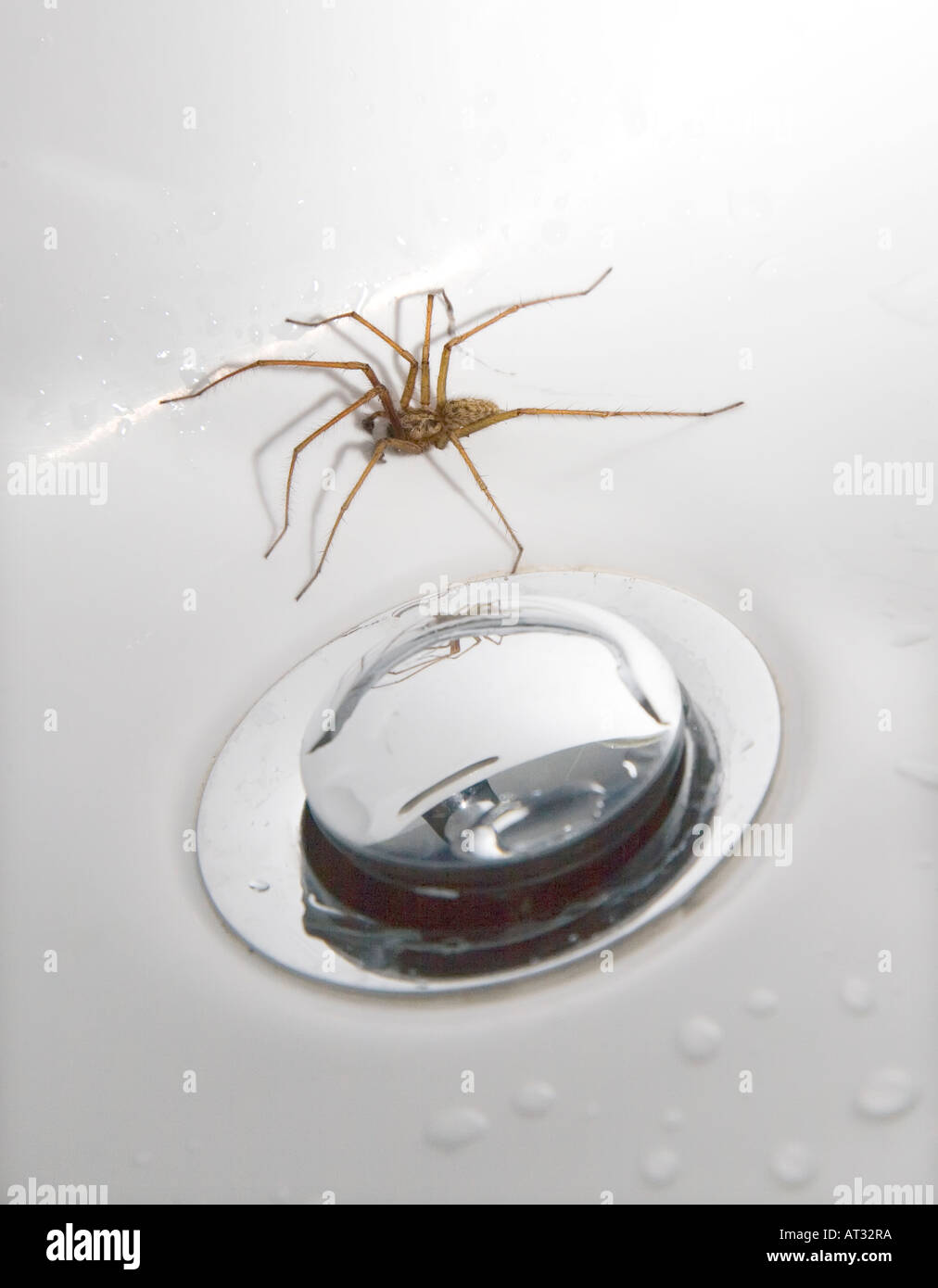 Spider trapped in sink Wales UK Stock Photo - Alamy