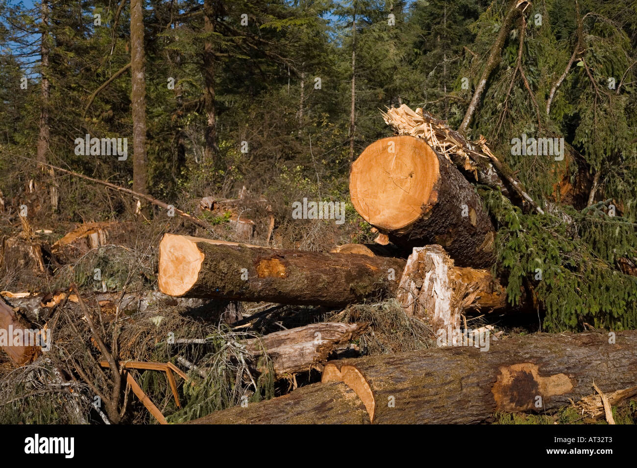Sitka spruce trees Picea sitchensis felled during clearcut operation ...