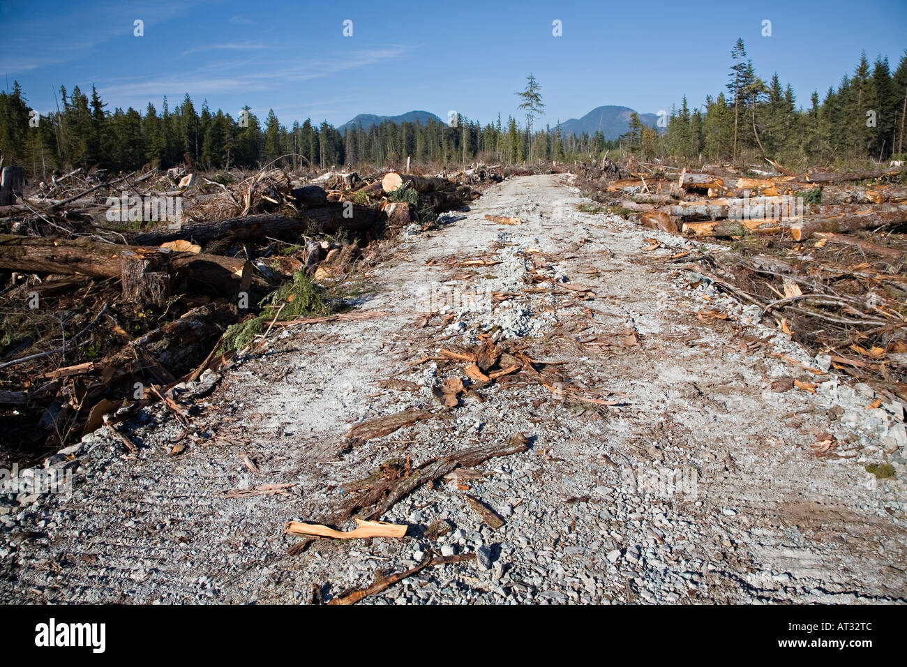 Forestry track driven through clearcut area of forest near Bamfield ...