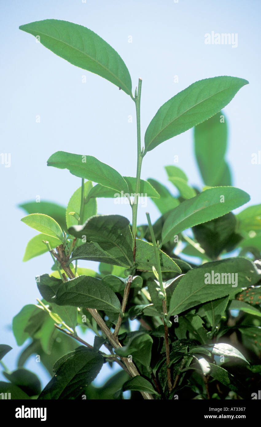 Tea Leaves Dongding Oolong Theaceae Camellia sinensis Taiwan China ...