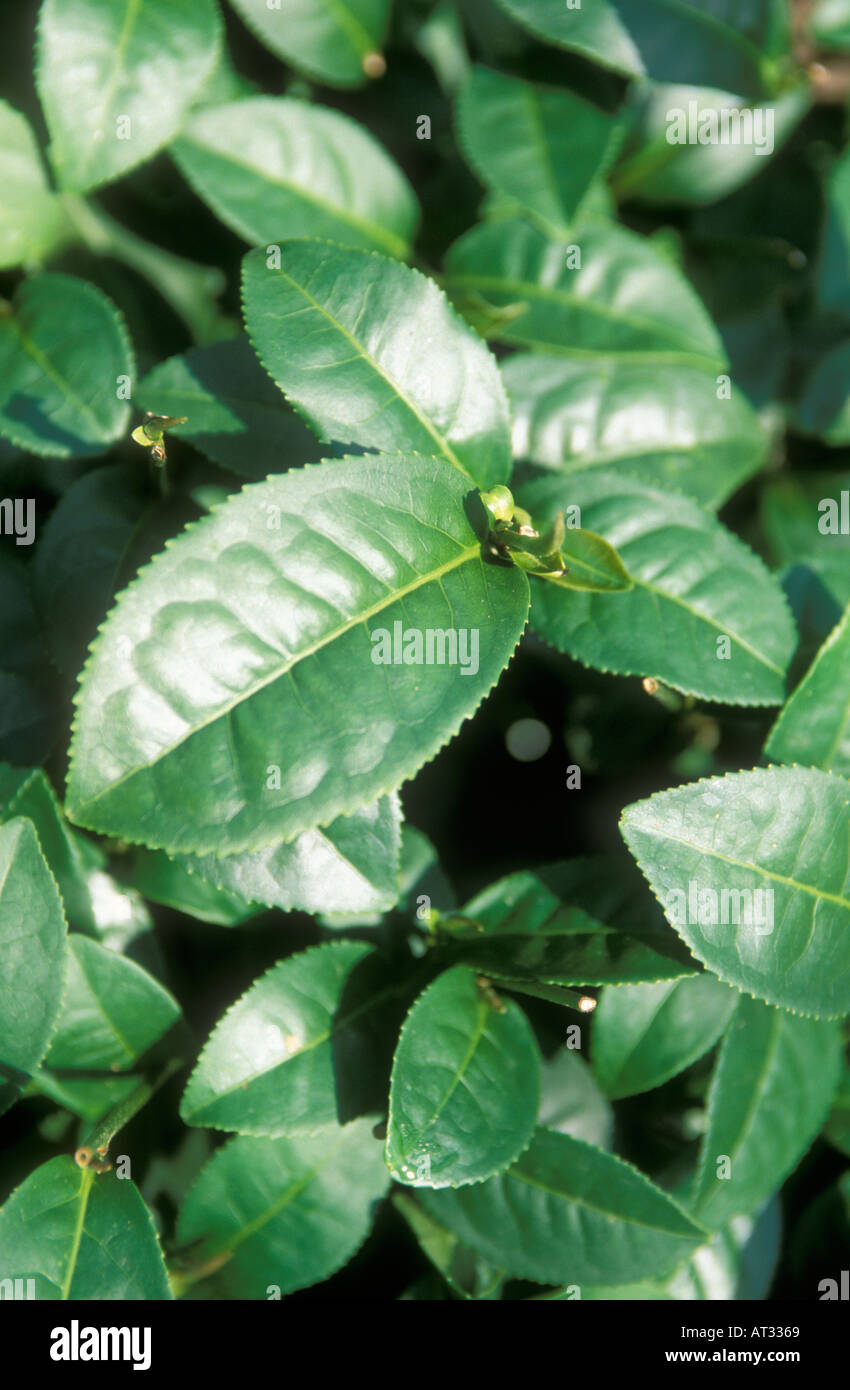 Tea Dongding Oolong Theaceae Camellia sinensis Taiwan China Stock Photo ...