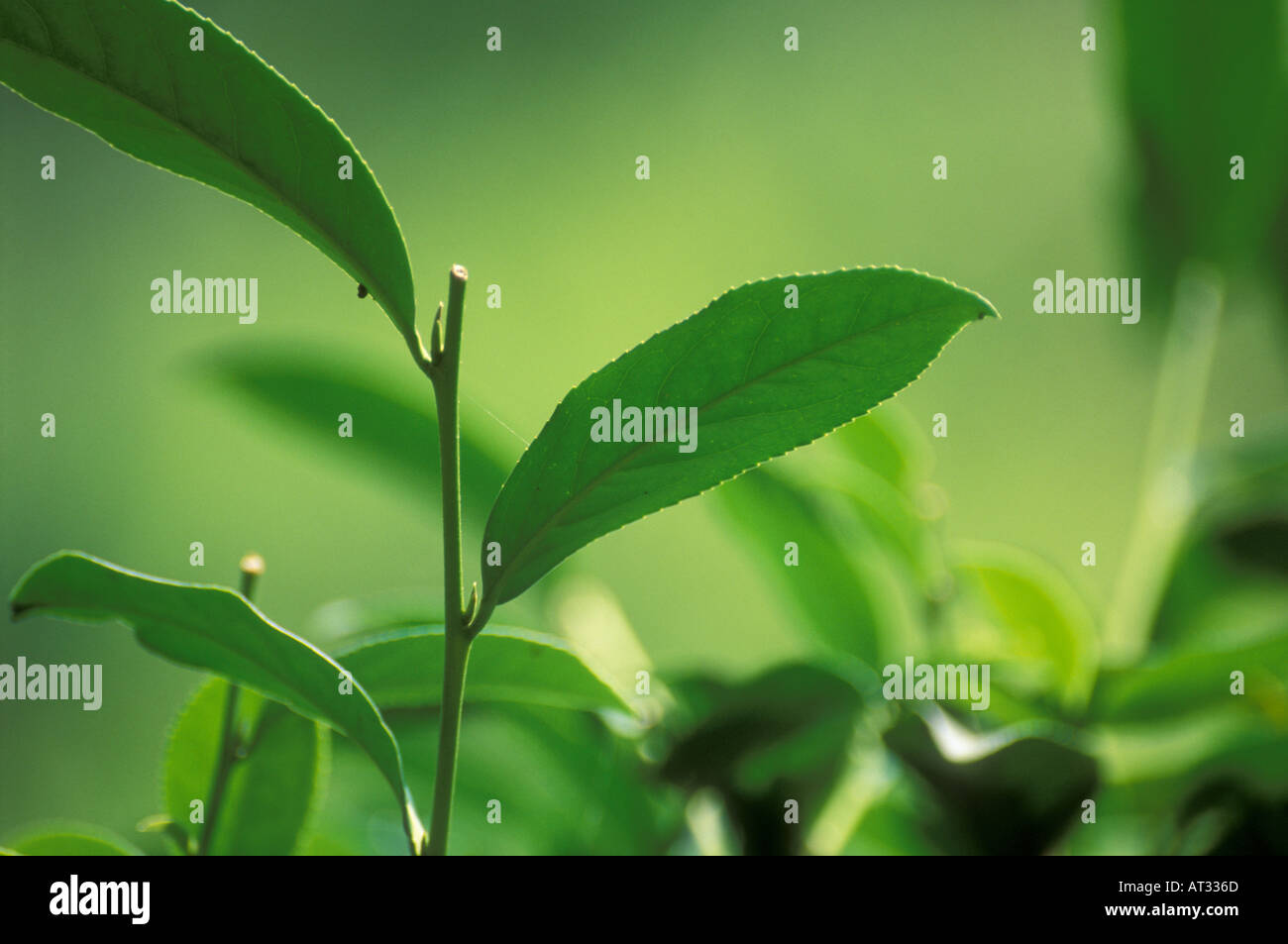Tea Leaves Dongding Oolong Theaceae Camellia sinensis Taiwan China ...