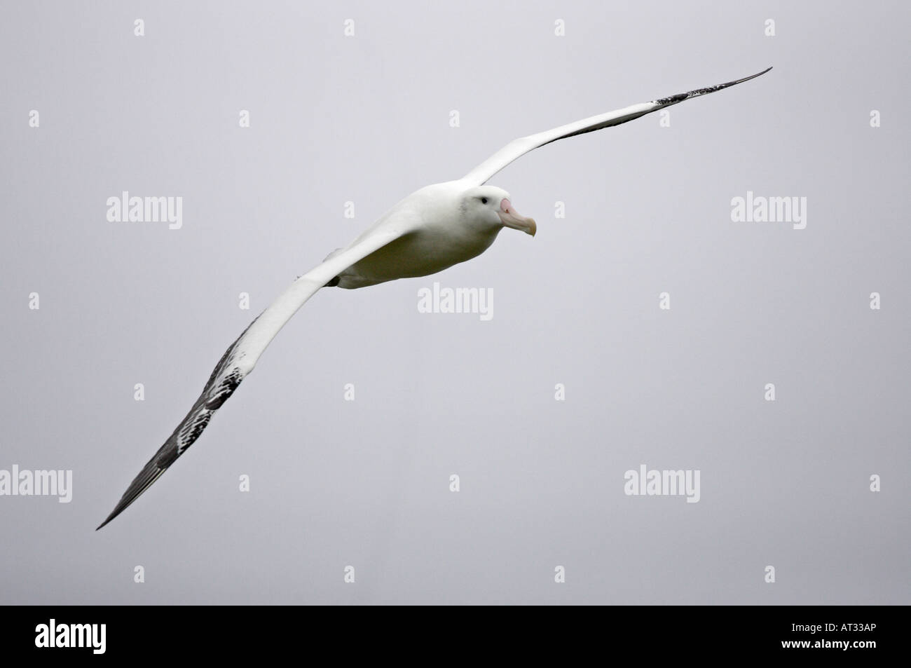 Wandering Albatross in Antarctica Stock Photo - Alamy