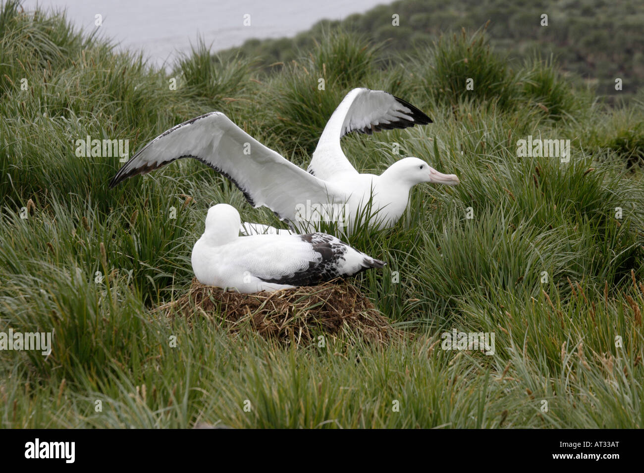 Wandering Albatross in Antarctica Stock Photo - Alamy