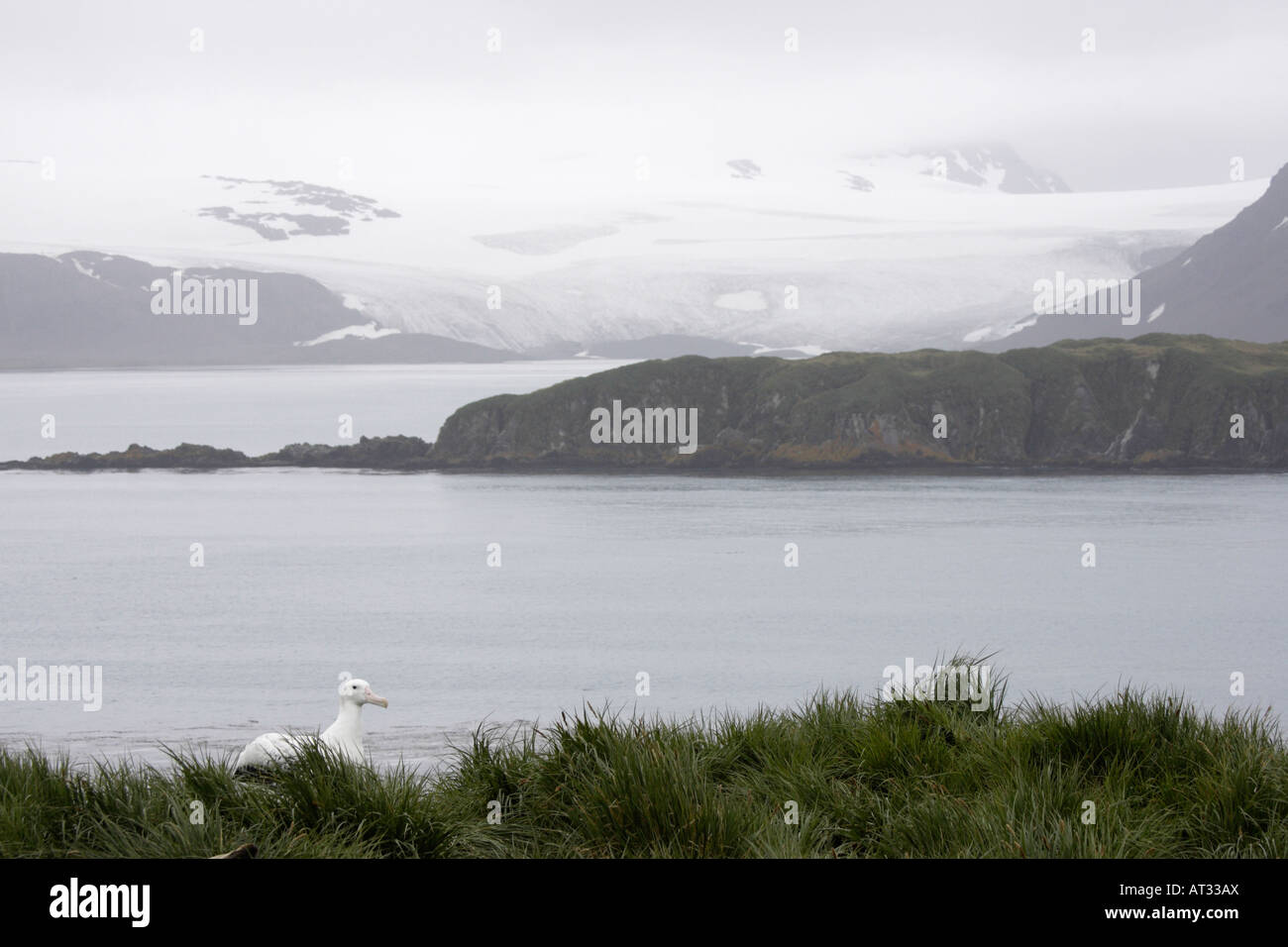 Wandering Albatross in Antarctica Stock Photo - Alamy