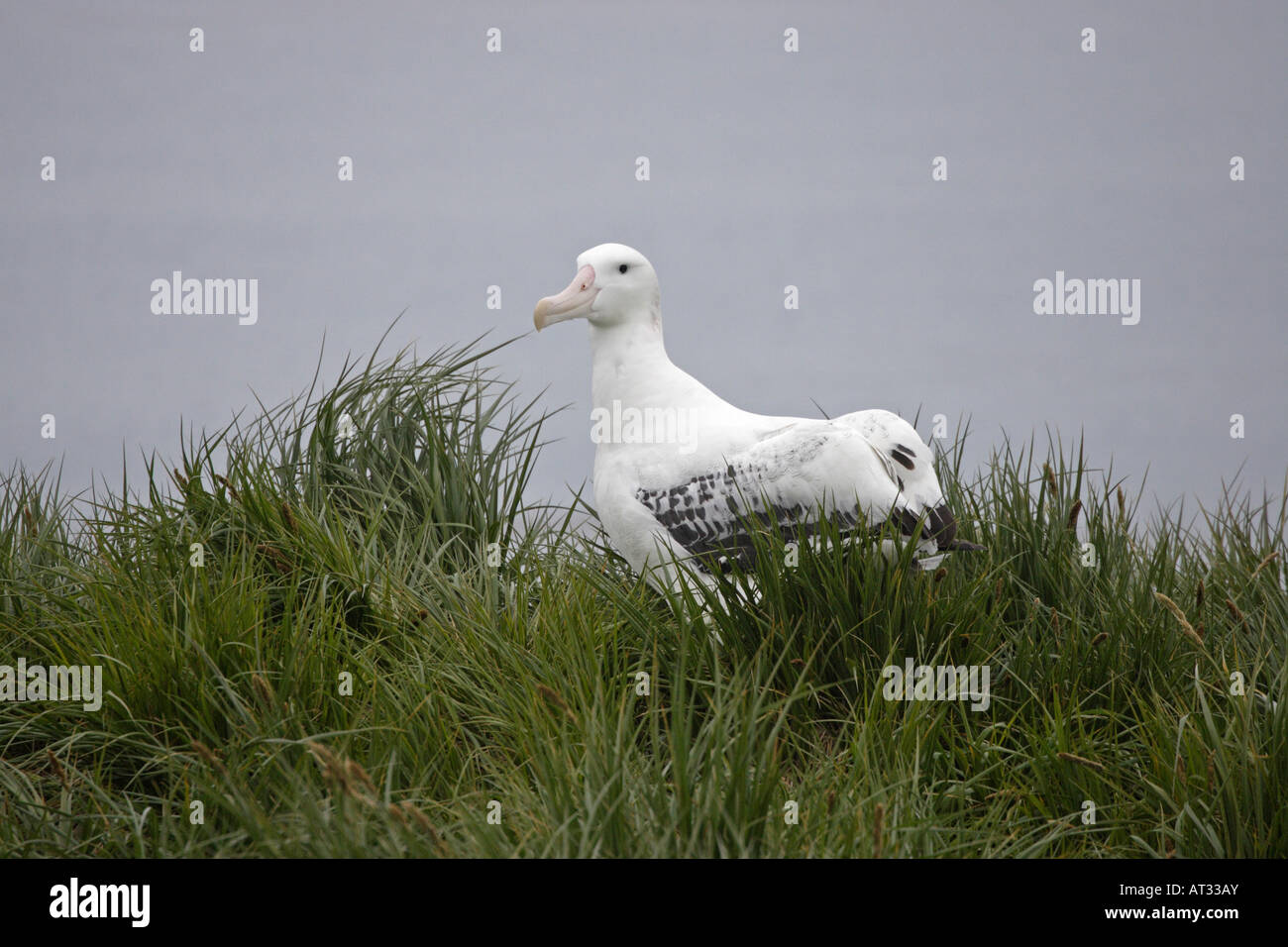 Wandering Albatross in Antarctica Stock Photo - Alamy
