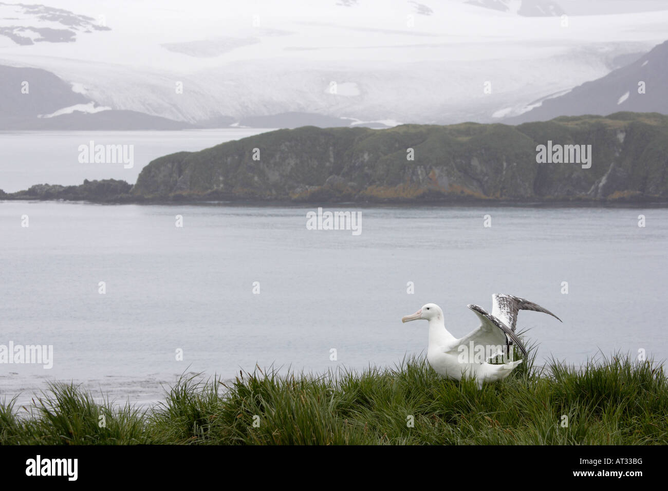 Wandering Albatross in Antarctica Stock Photo - Alamy