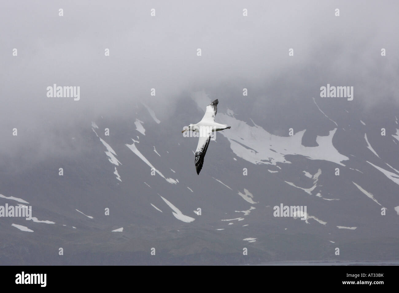 Wandering Albatross in Antarctica Stock Photo - Alamy