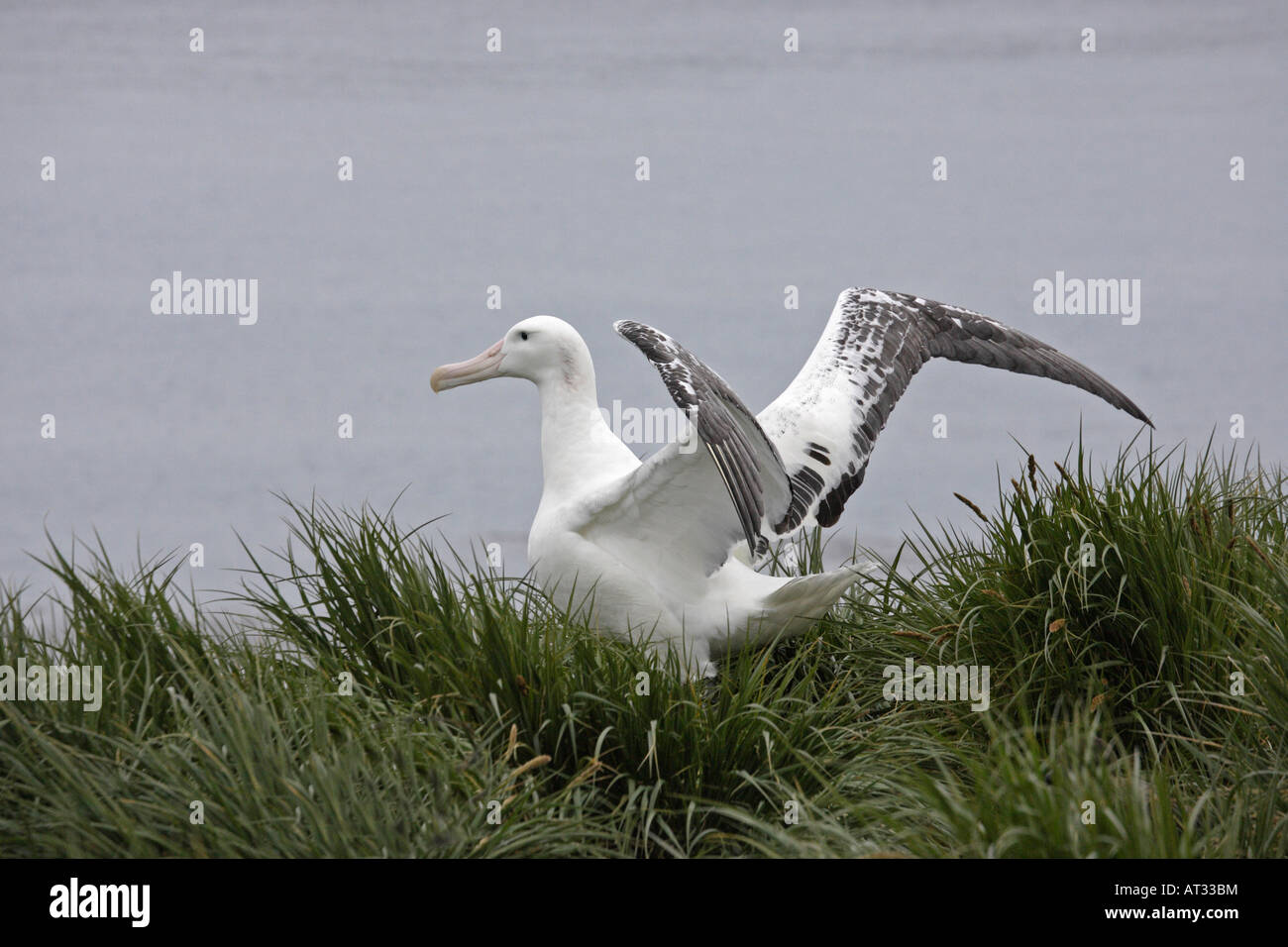 Wandering Albatross in Antarctica Stock Photo - Alamy
