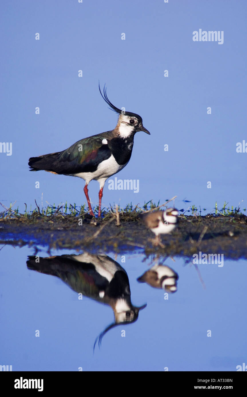 Species of plover Cut Out Stock Images & Pictures - Alamy
