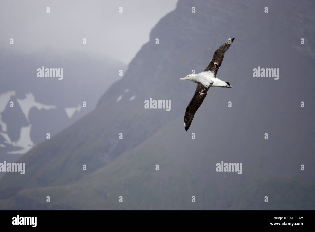 Wandering Albatross in Antarctica Stock Photo - Alamy