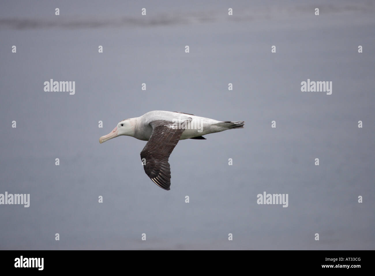 Wandering Albatross in Antarctica Stock Photo - Alamy