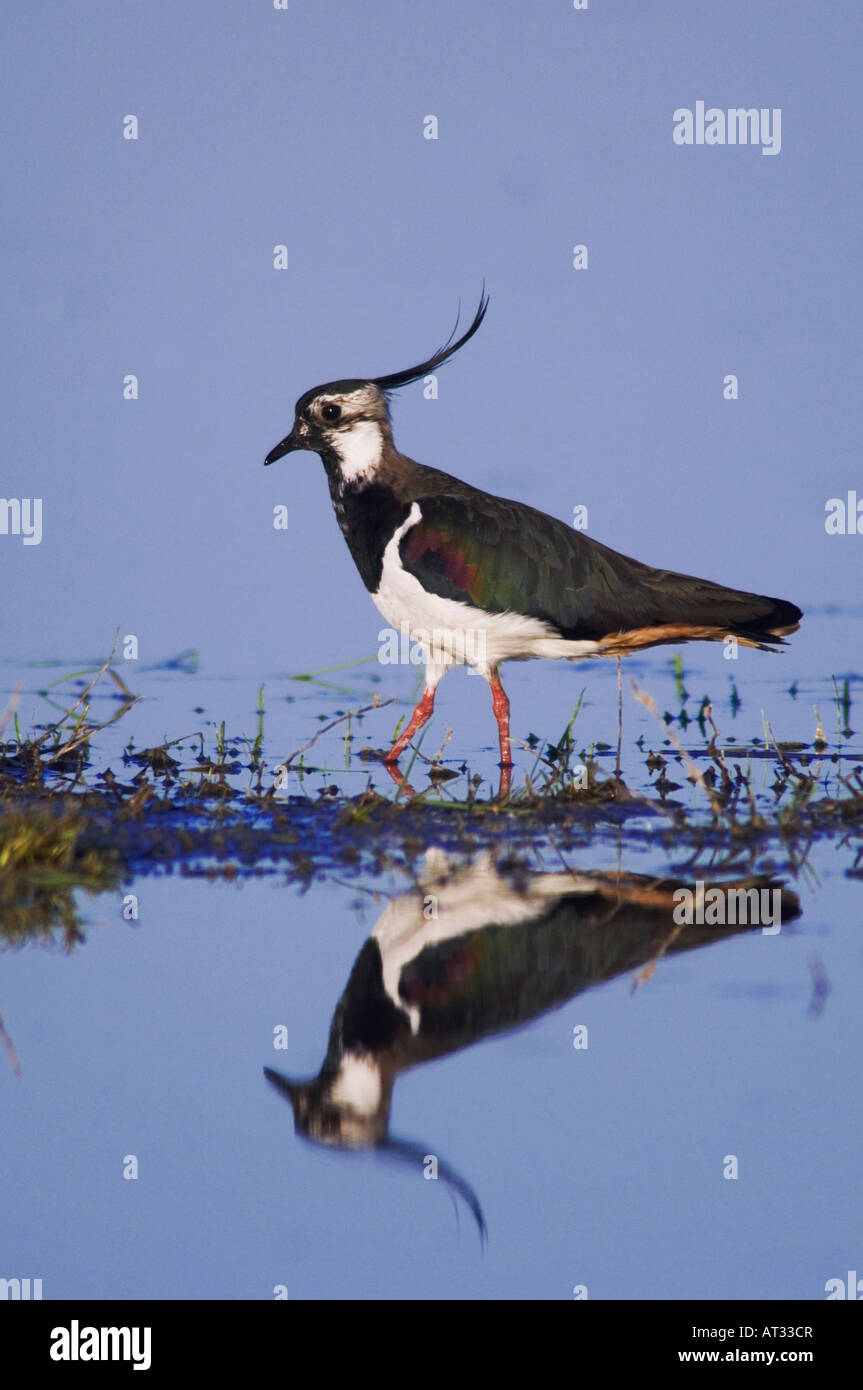 Crested lapwing hi-res stock photography and images - Alamy