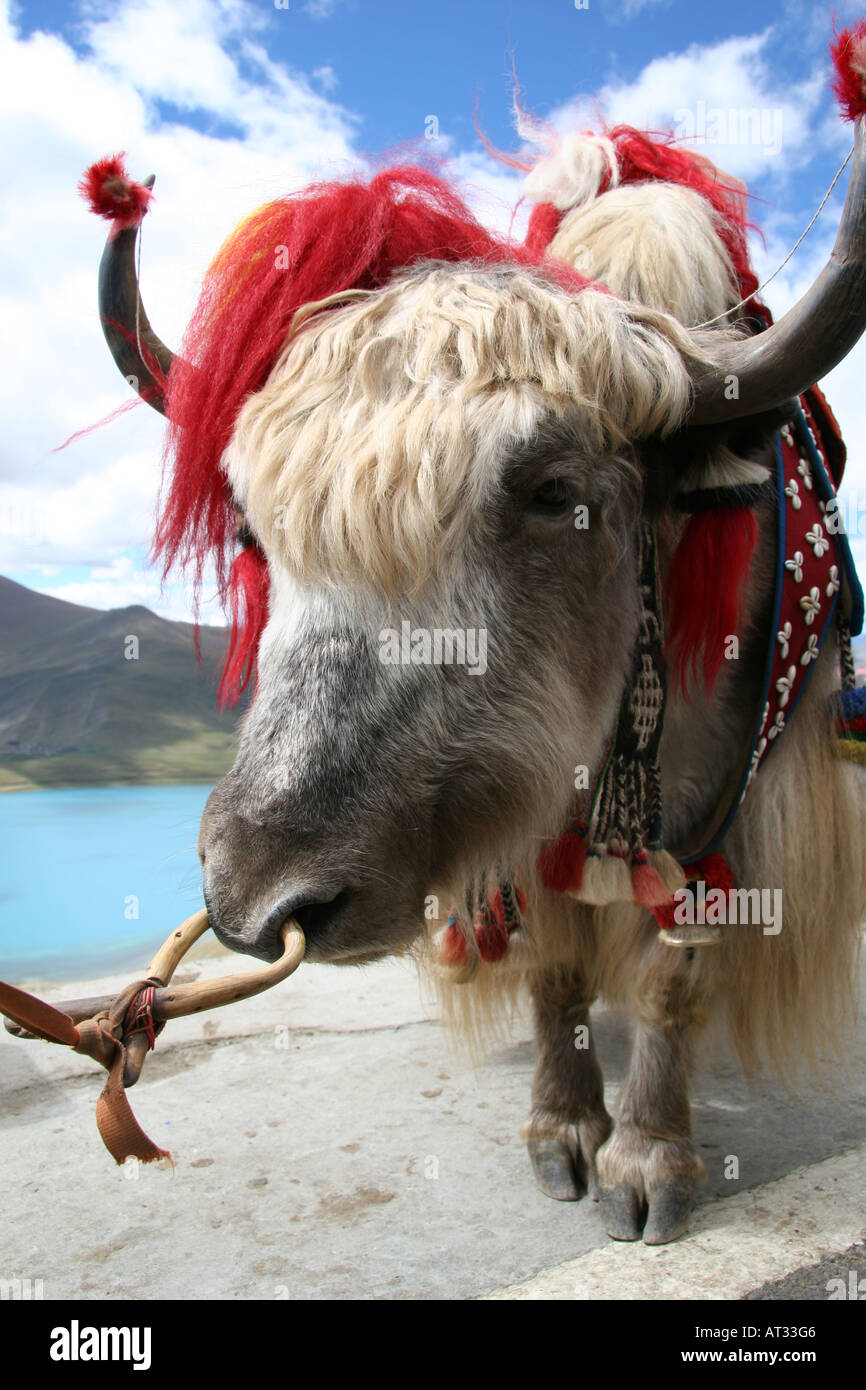 Ganba hi-res stock photography and images - Alamy