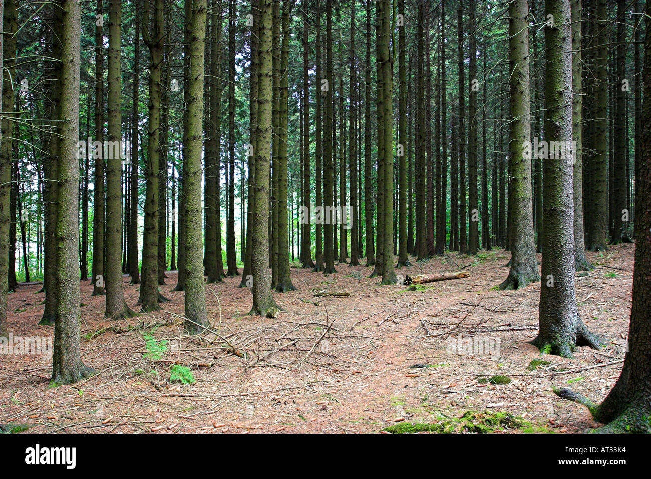 Lost pines forest hi-res stock photography and images - Alamy
