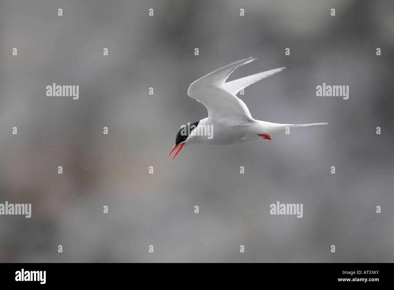 Antarctic Tern in Flight Stock Photo - Alamy