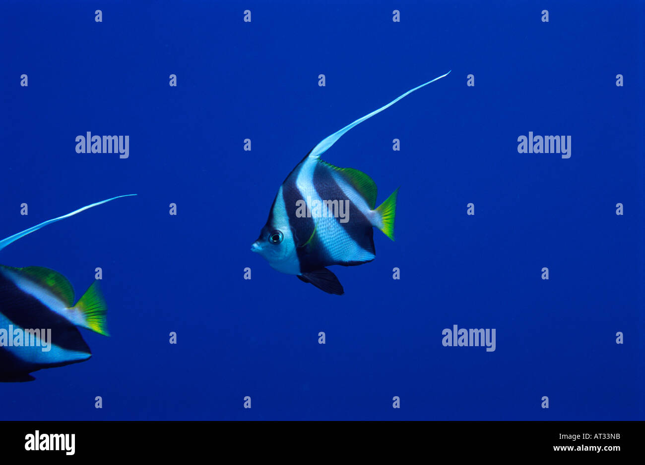 Longfin bannerfish feeding on the outer reef slopes of a Maldives ...