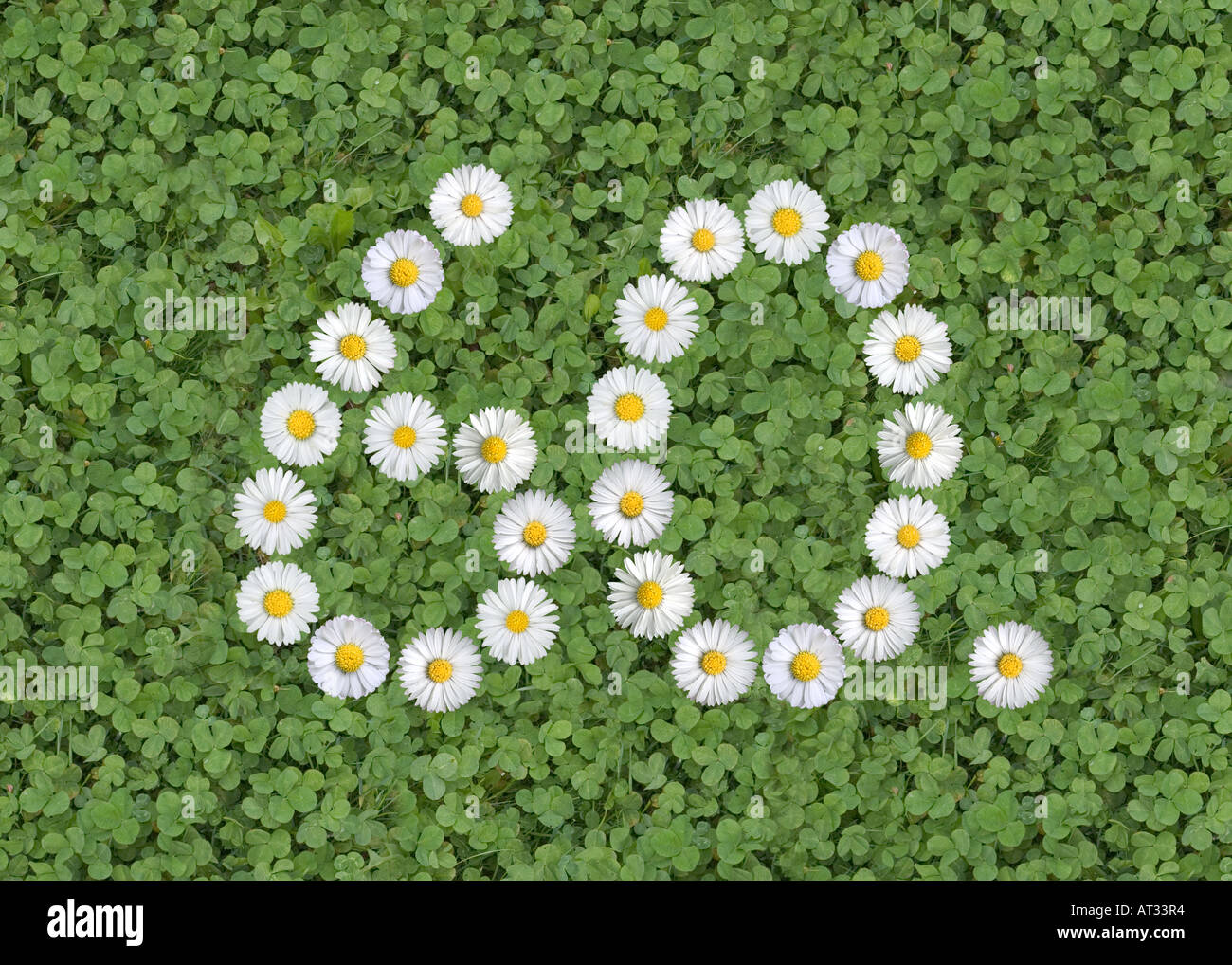 60 daisies hi-res stock photography and images - Alamy