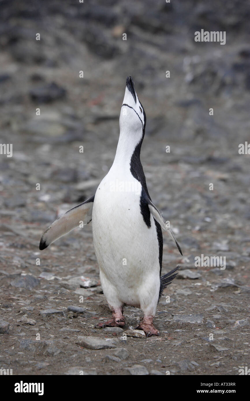 Penguin stretching hi-res stock photography and images - Alamy