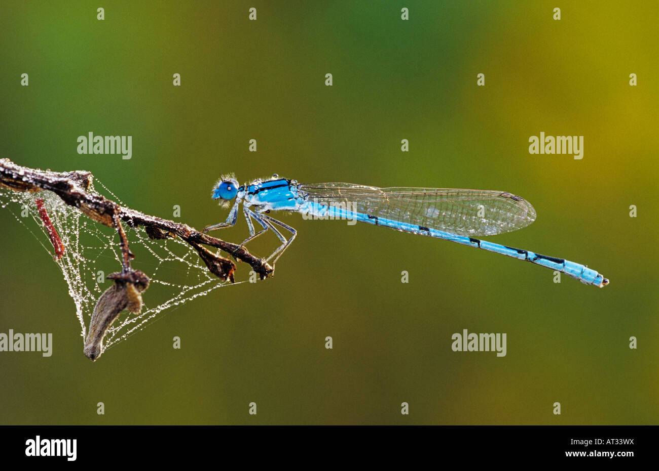 Familiar Bluet Enallagma civile male with dew Willacy County Rio Grande ...