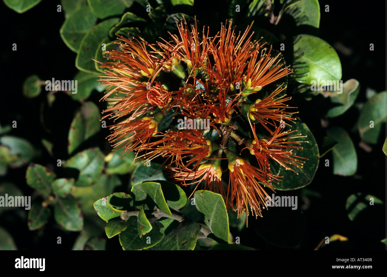 Ohi'a lehua tree Metrosideros polymorpha blossom Alakai Swamp Kauai ...