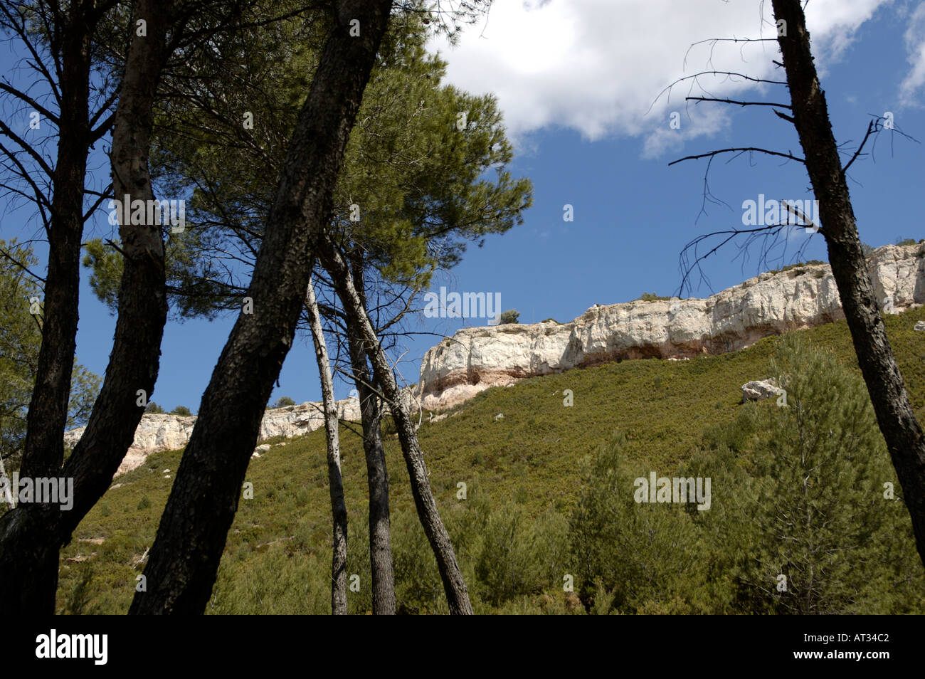 France Provence Vitrolles Cliff And Pine Trees Stock Photo - Alamy