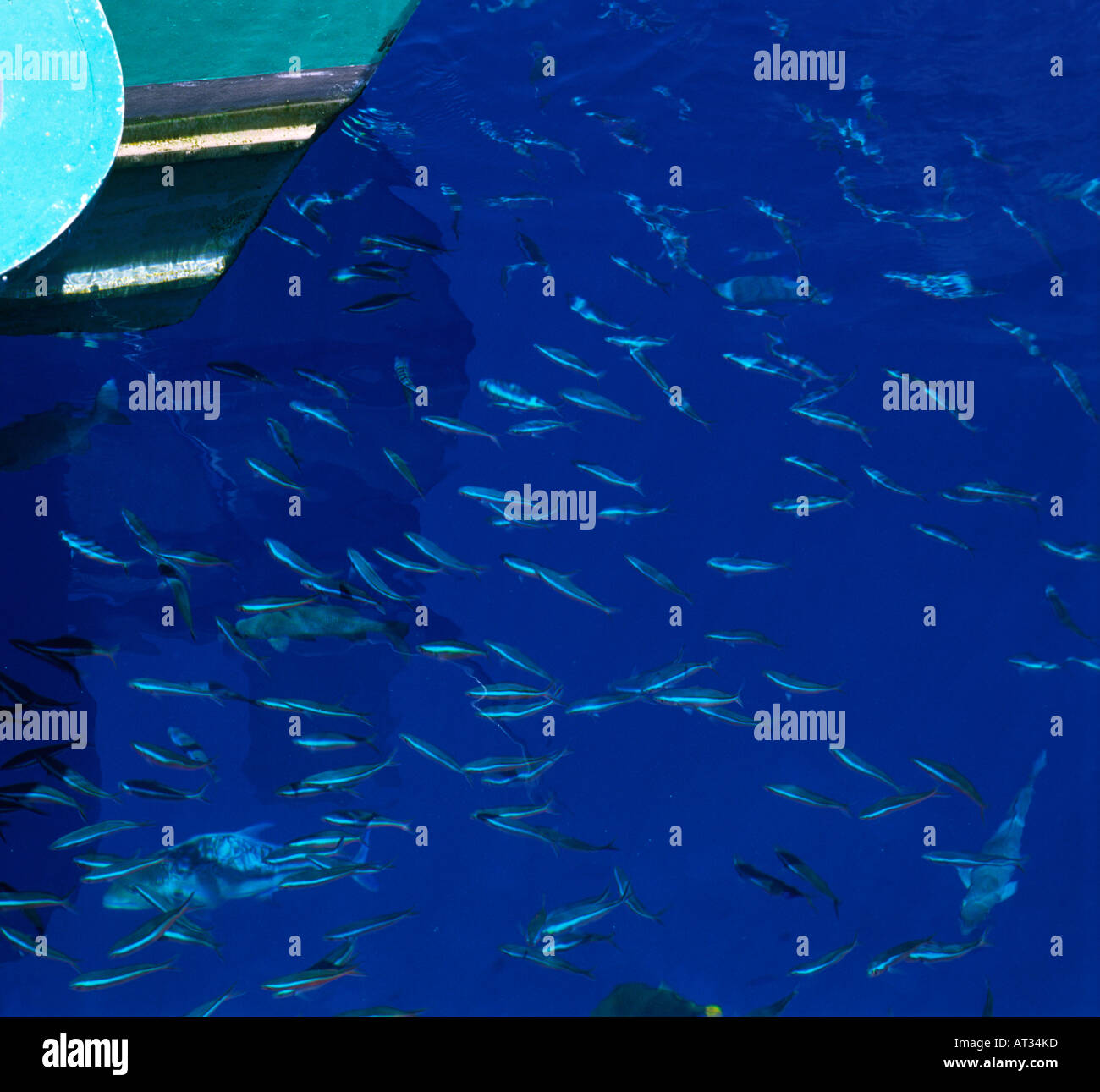 stern of dhoni in the maldives with reef fish in clear water Stock ...