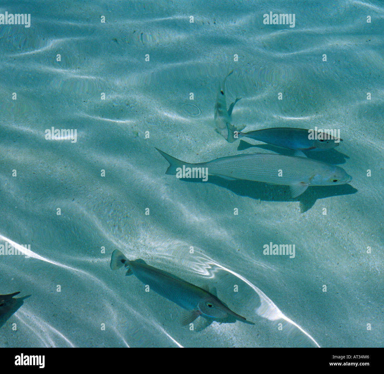 Coral reef fish swimming in the sandy shallows of a coral lagoon Stock ...