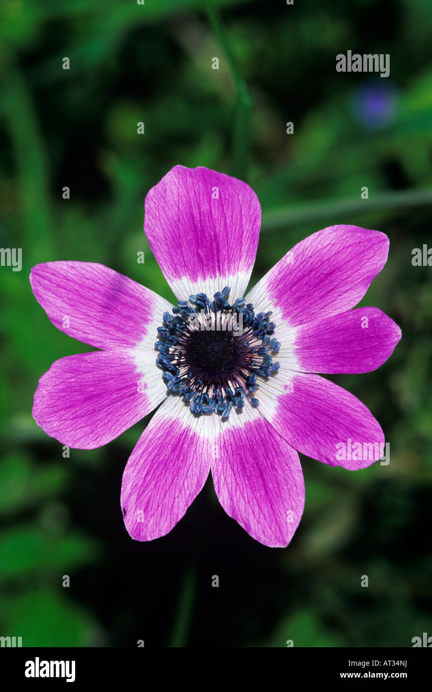 Flowers pink wildflowers greece hi-res stock photography and images - Alamy