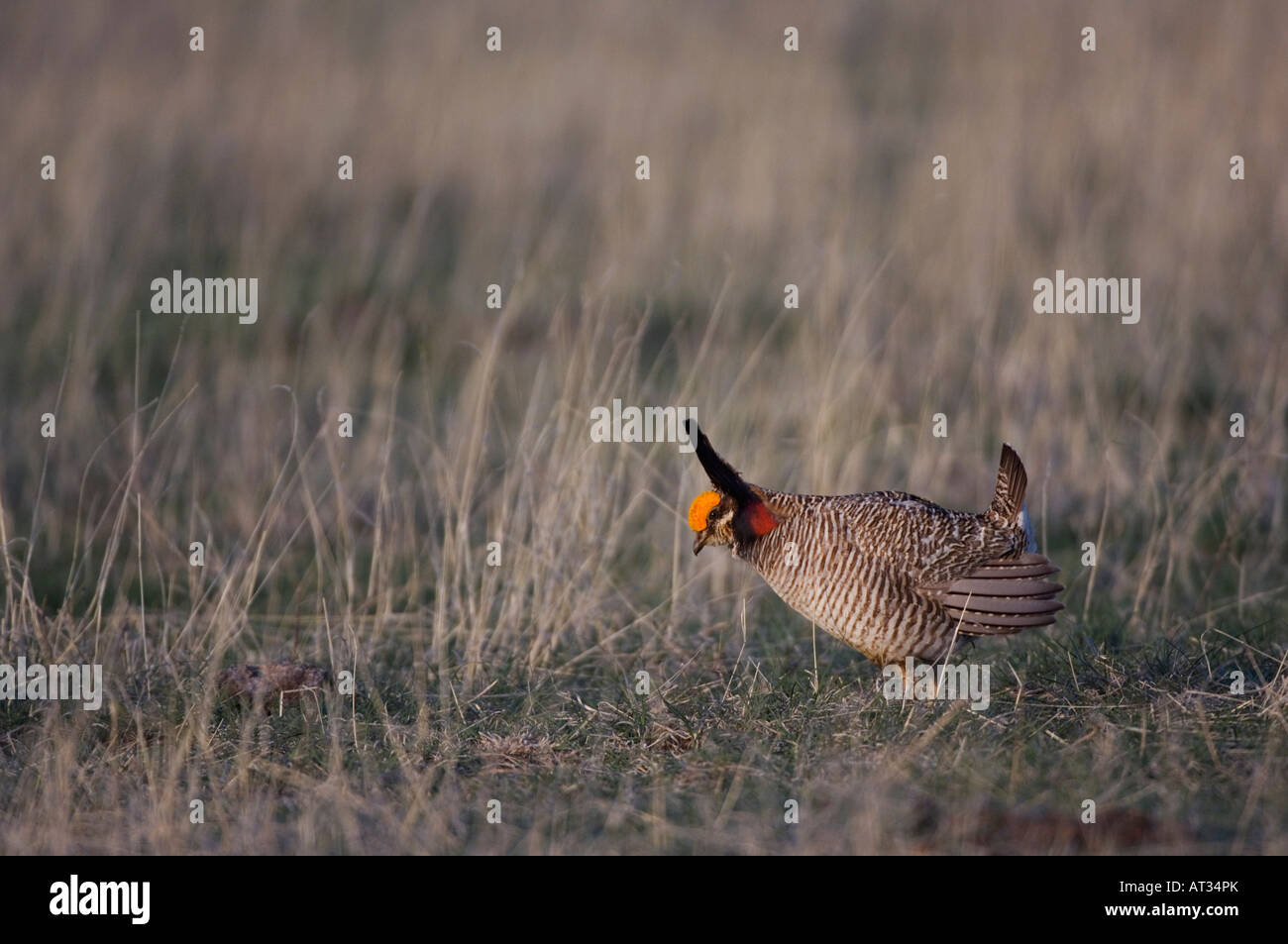 Lesser Prairie-Chicken Tympanuchus pallidicinctus male on lek ...