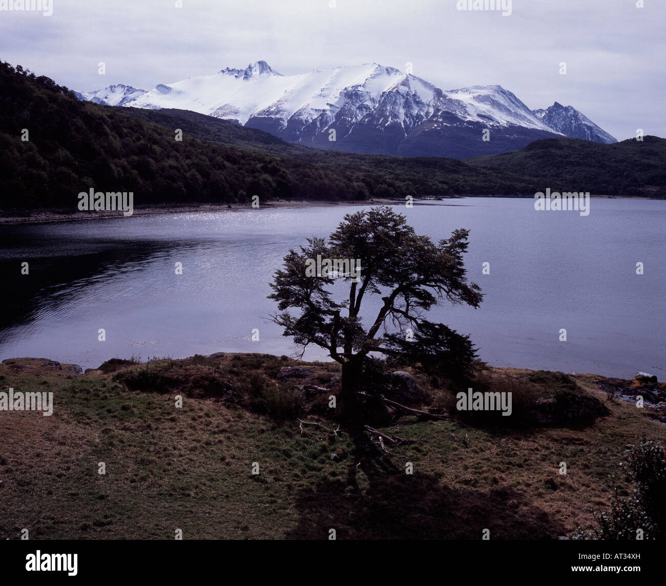 Bahia Lapataia trees edging the shore and distant mountains Tierra del ...