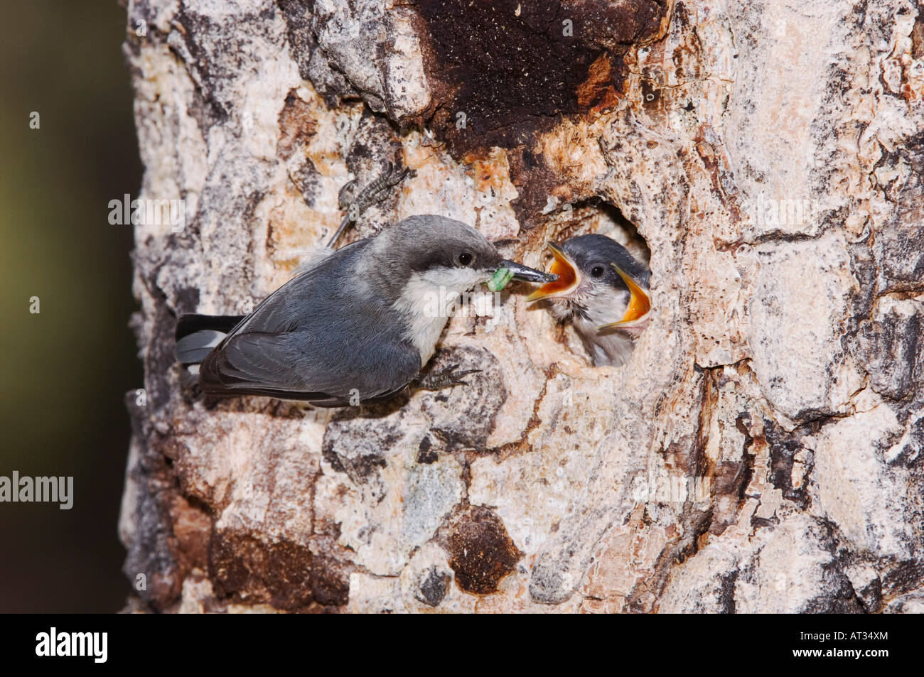 Pygmy Nuthatch Sitta pygmaea adult feeding young at nesting cavity in ...