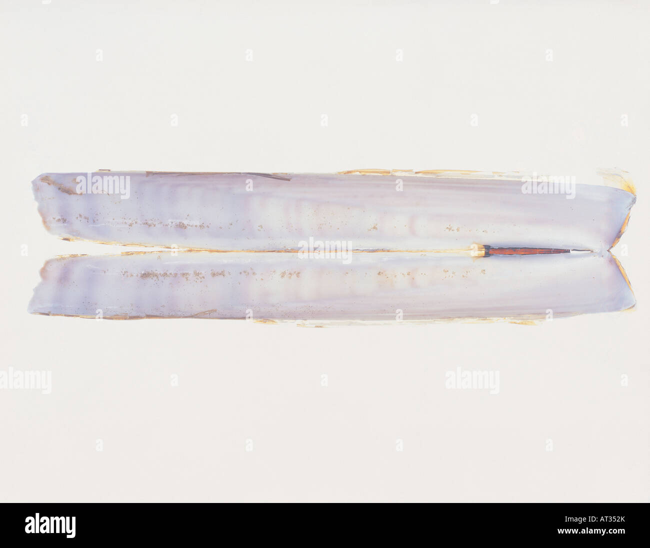 The shell of a razor fish Stock Photo - Alamy