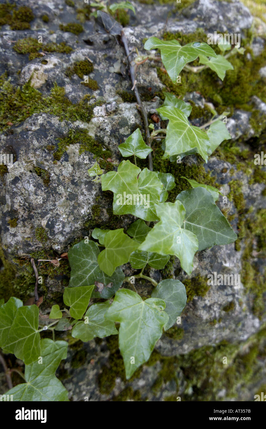 Ivy on a rock hi-res stock photography and images - Alamy