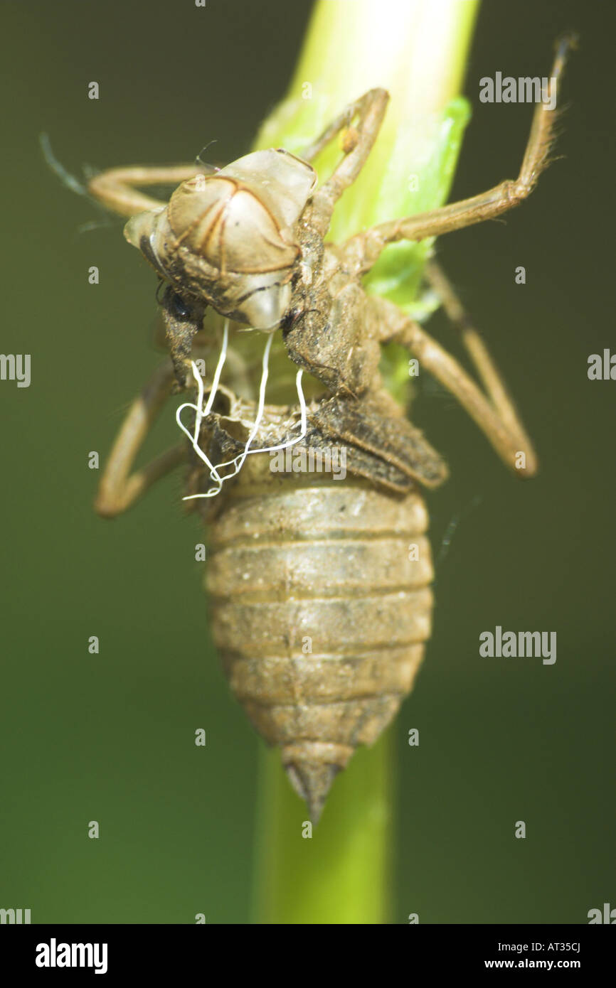 Dragonfly nymph hi-res stock photography and images - Alamy