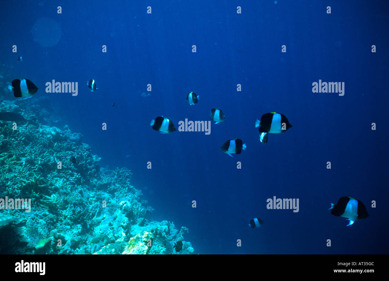 Black pyramid butterflyfish hemitaurichthys zoster hi-res stock ...