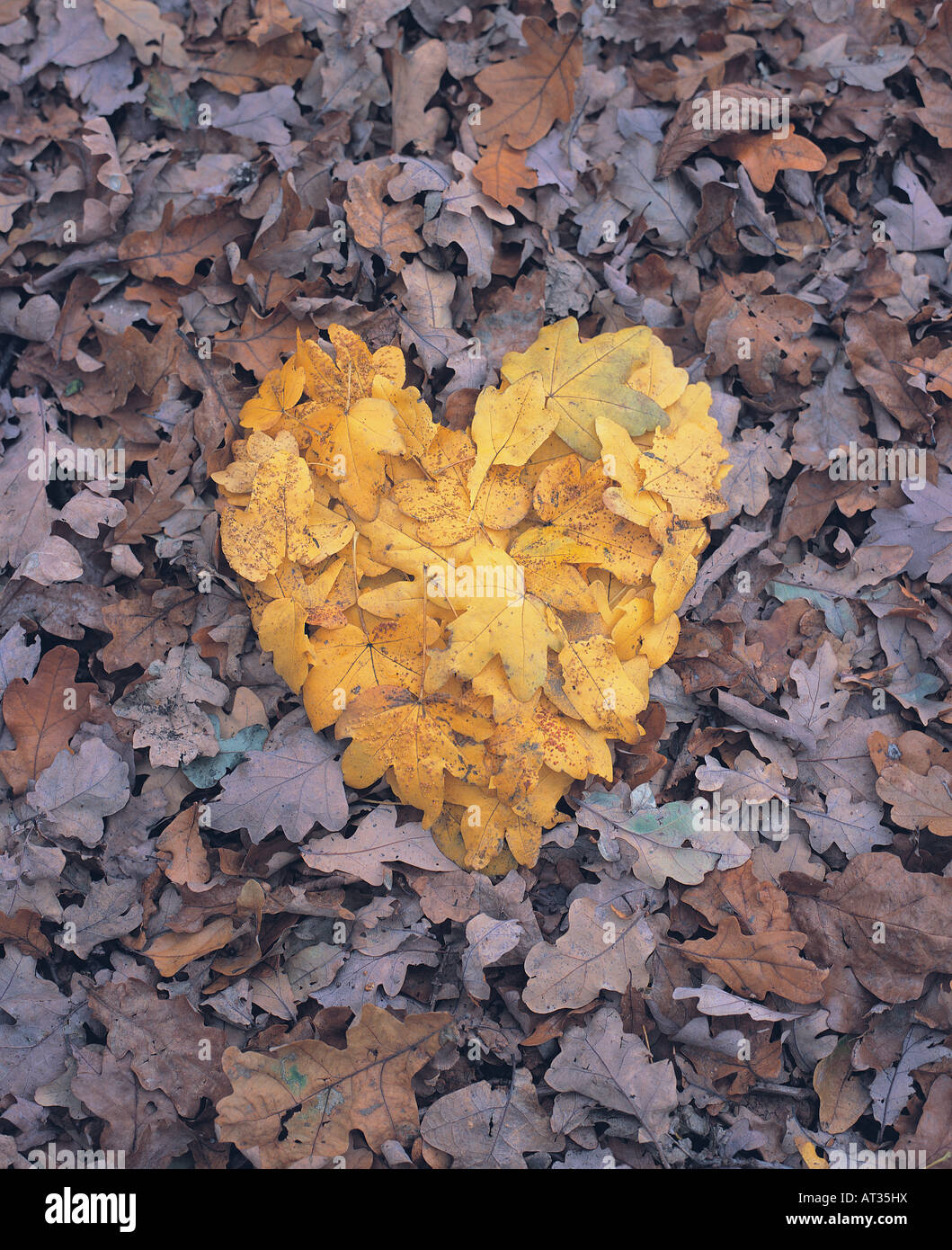 Leaves in the shape of a love heart Stock Photo - Alamy