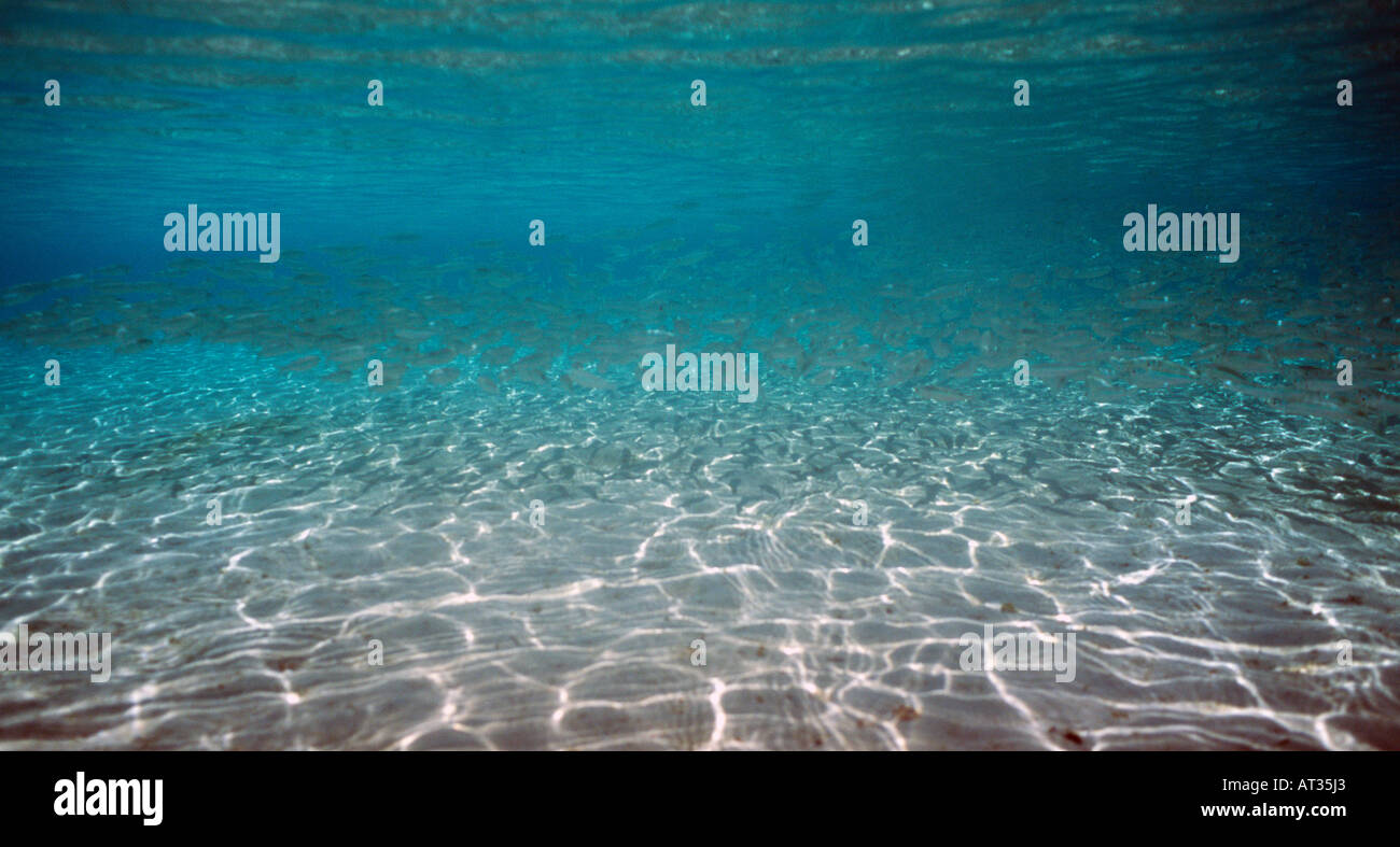 sunlight underwater in shallow lagoon, the Maldives Stock Photo - Alamy