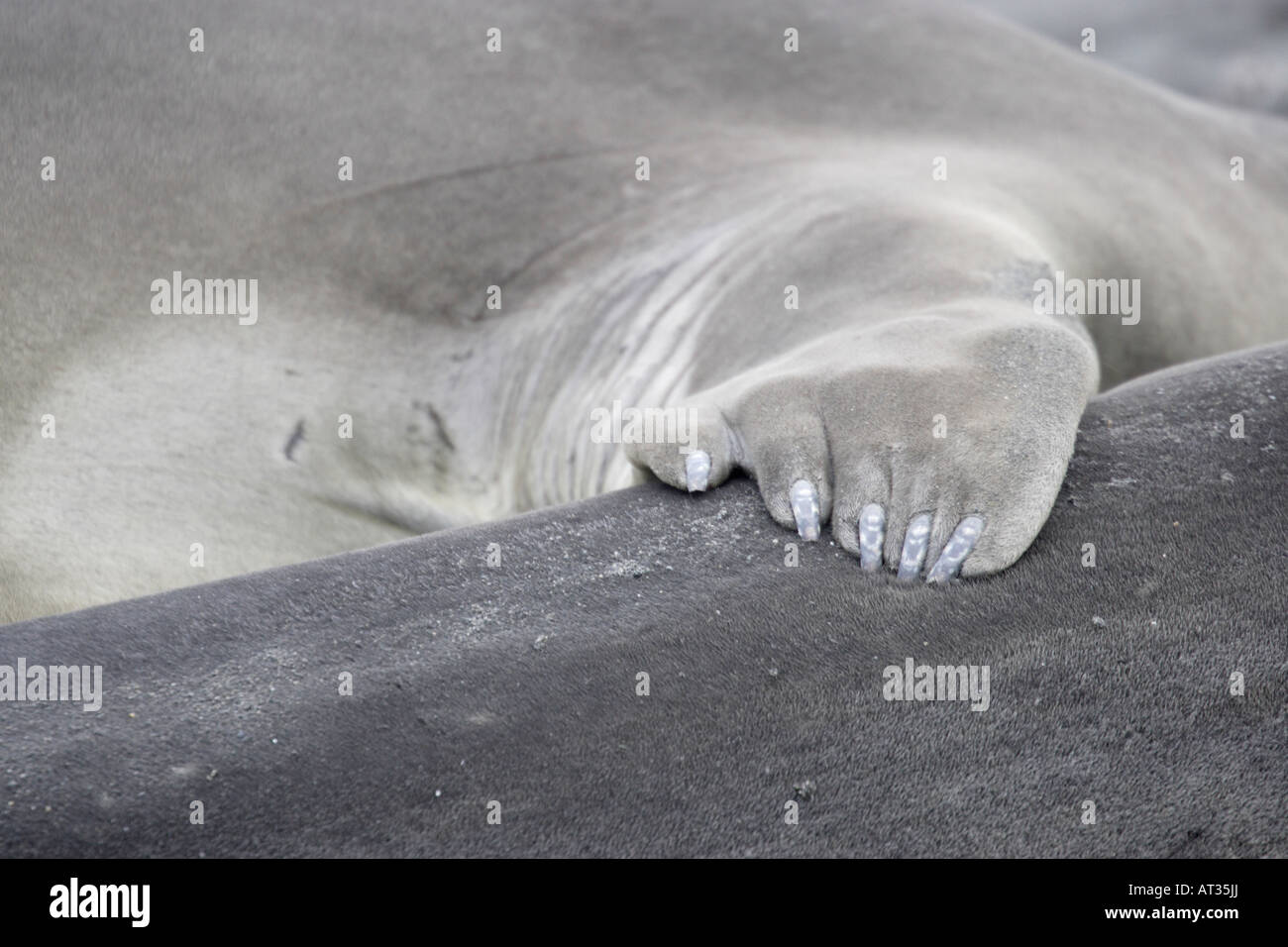 Elephant claws hi-res stock photography and images - Alamy