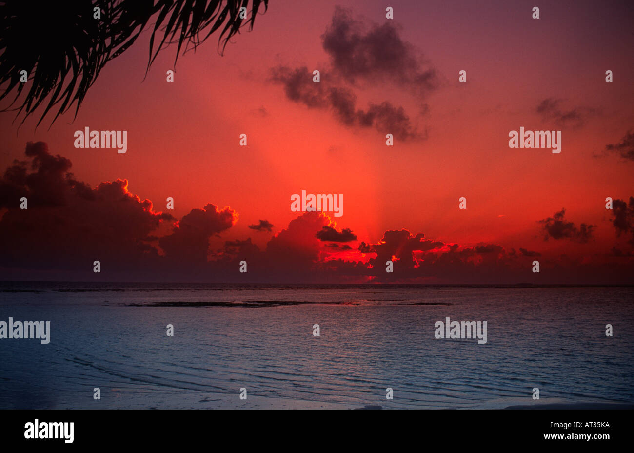 Tree top left hi-res stock photography and images - Alamy