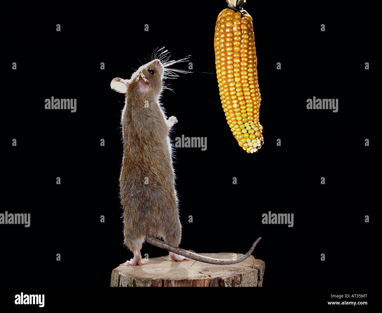 Wanderratte hi-res stock photography and images - Alamy