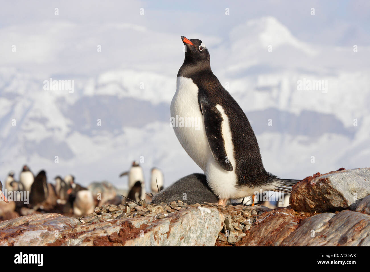 Gentoo Penguin in Antarctica Stock Photo - Alamy