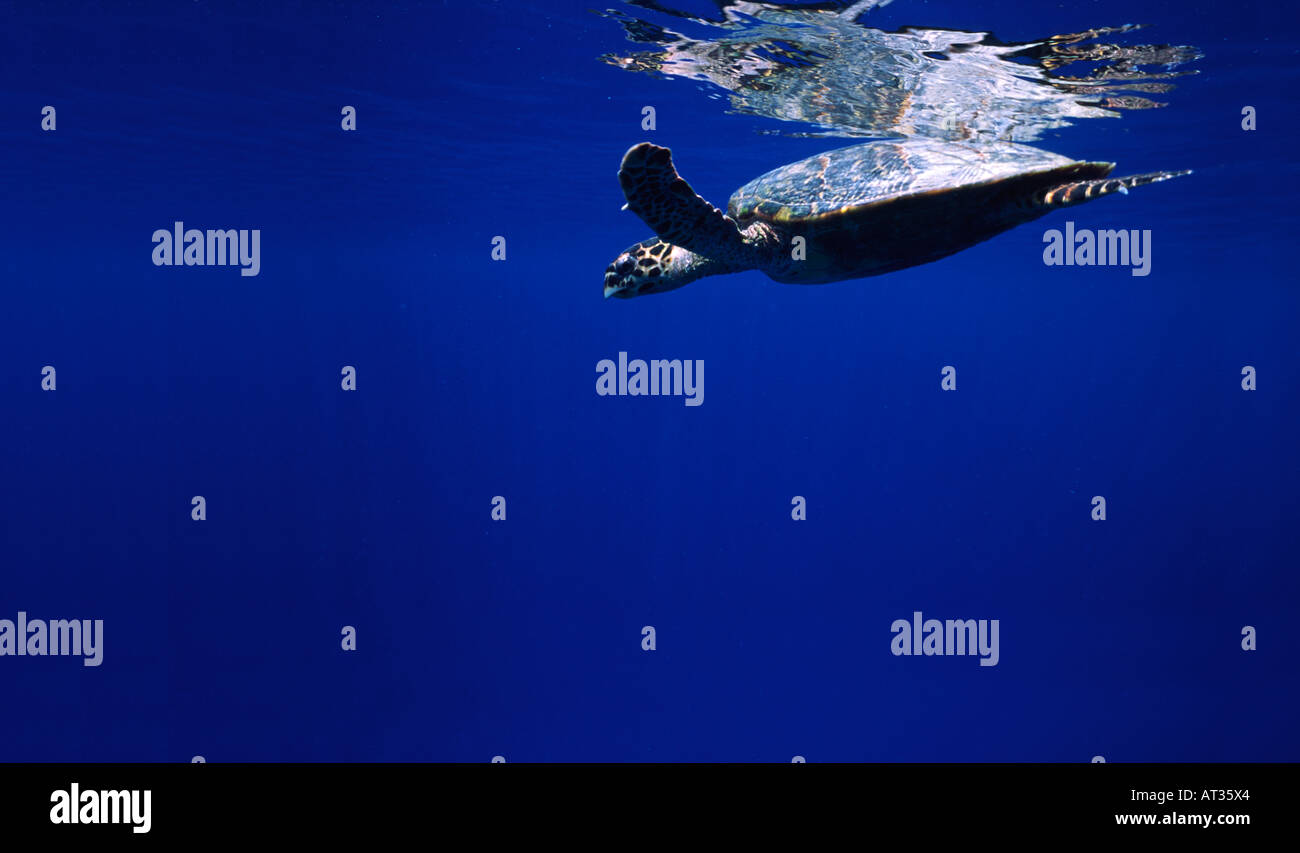 turtle diving in open water Stock Photo - Alamy