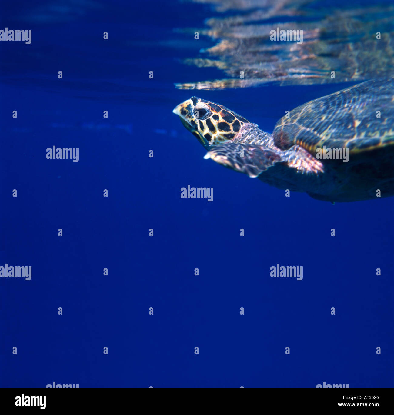 closeup of turtle surfacing to breathe in open water Stock Photo - Alamy