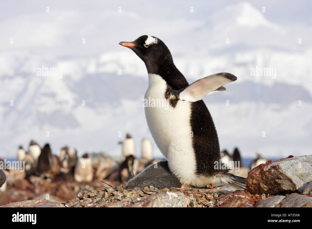 Flipper flapping hi-res stock photography and images - Alamy