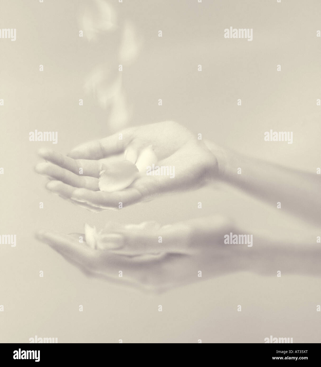 Falling petals hi-res stock photography and images - Alamy